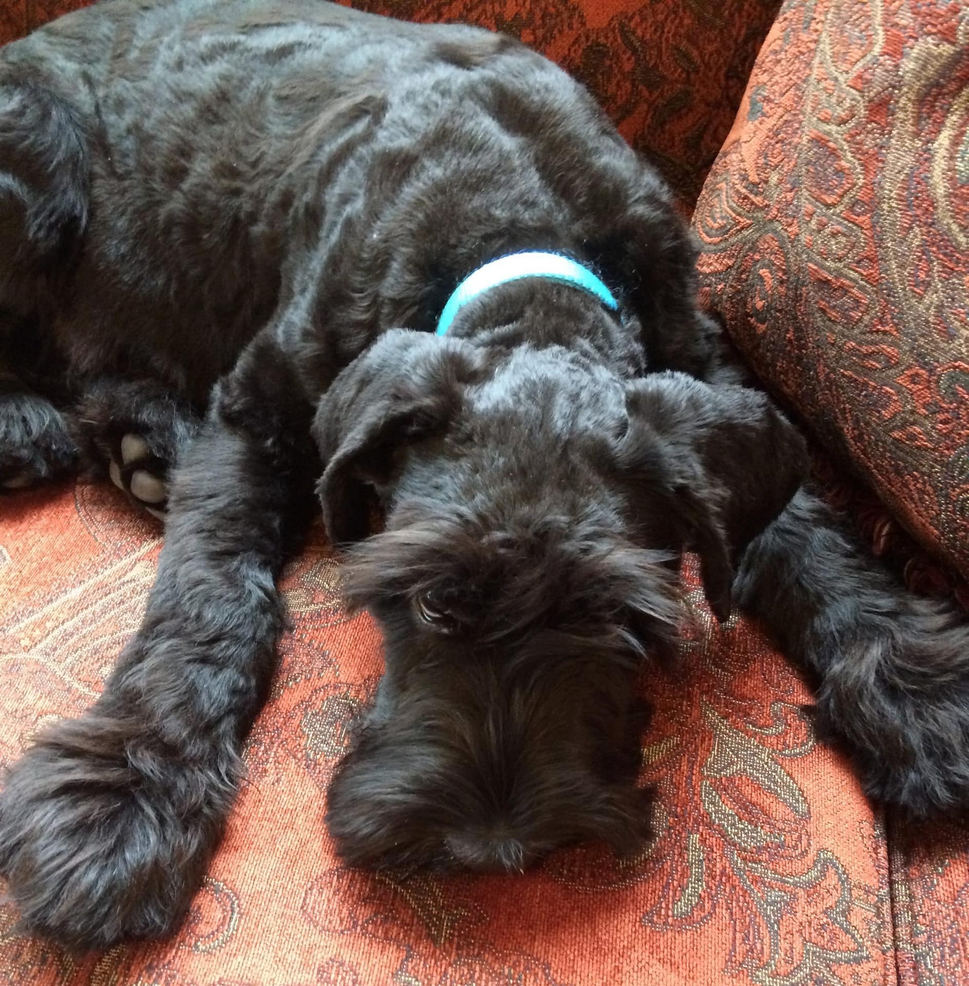 Home - Storm & Bear Treat Co.